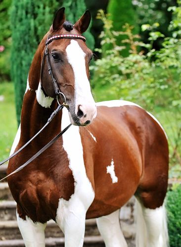 Deckanzeige-Hessisches Warmblut - Scheckhengst – Pferde-Zucht-Sport